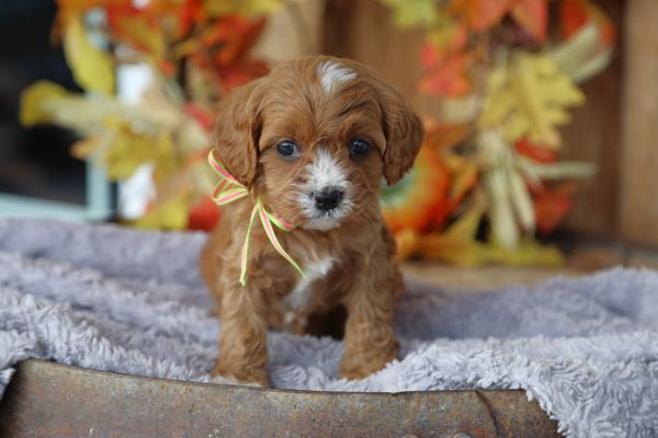 Cavapoo Puppies Available Nationwide - Find Your Match - WildWood Doodles - Pick the Poodle ...